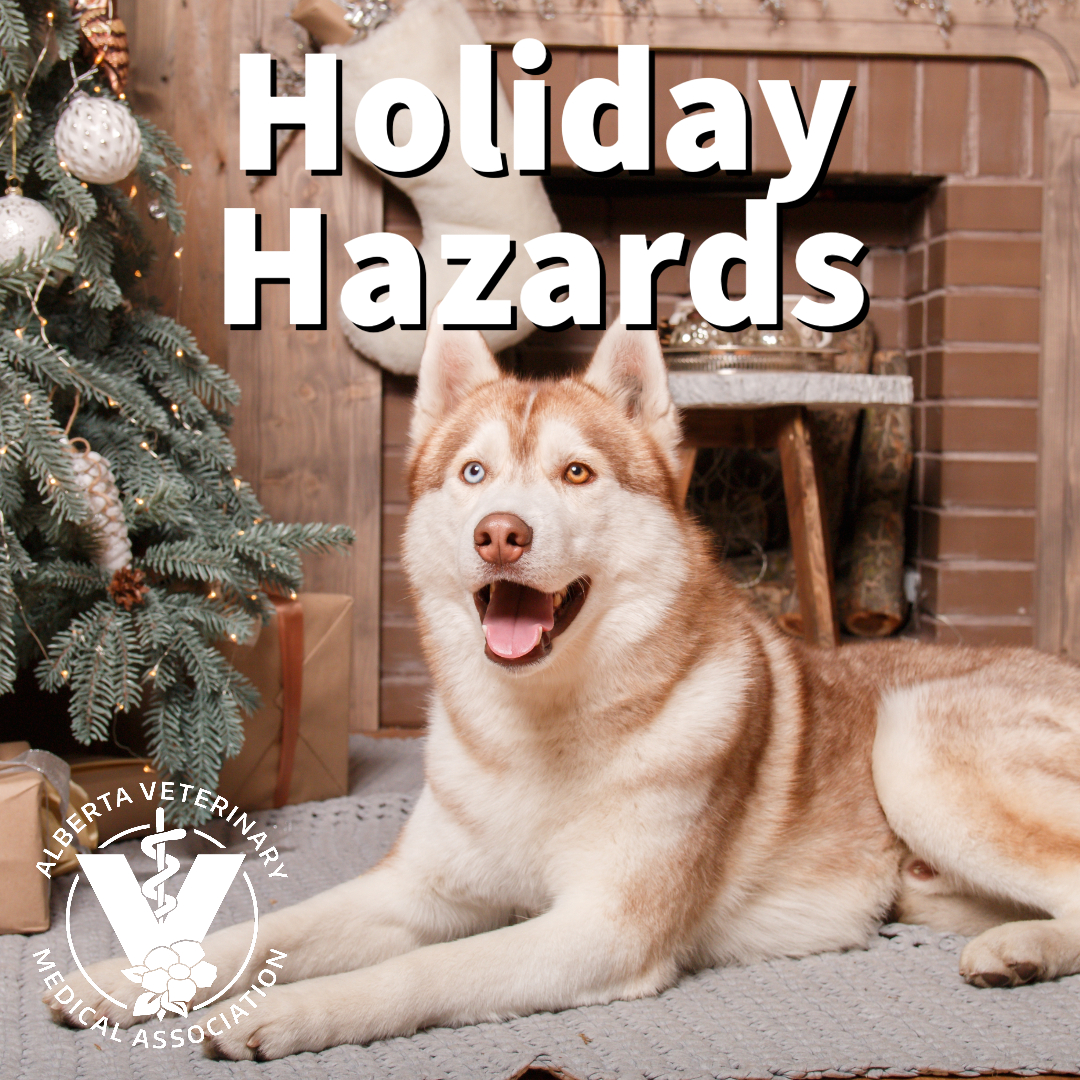 Pet Identification | Alberta Animal Health Source