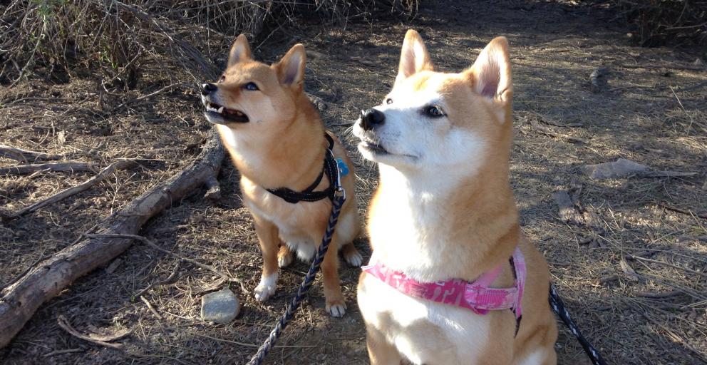 Are Dogs Allowed In National Parks In Canada