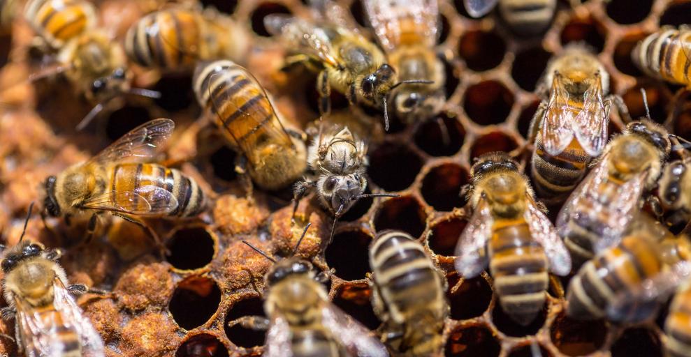 World Bee Day: The Importance of Bees | Alberta Animal Health Source