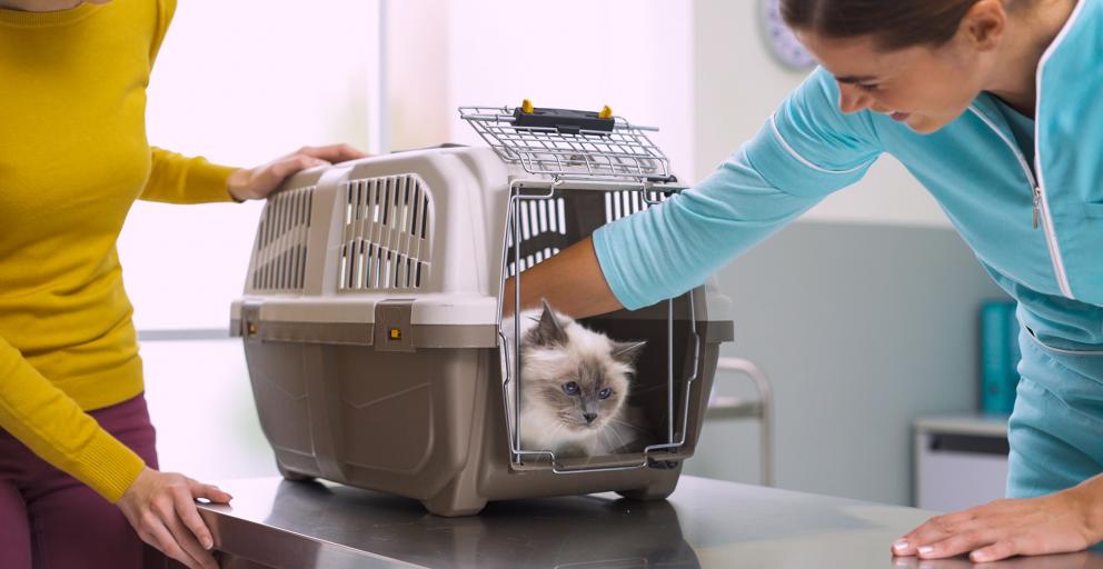 How to get your Cat to the Veterinarian Stress Free | Alberta Animal ...