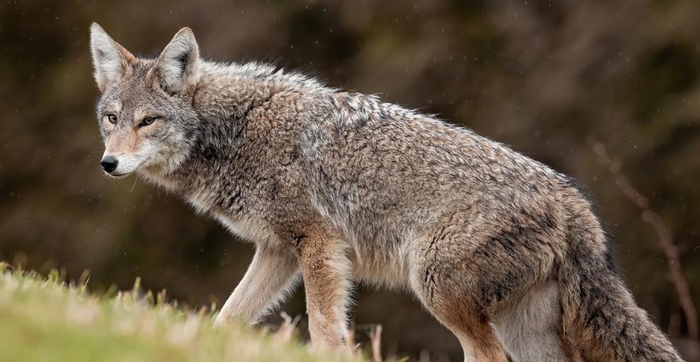 Coyotes in Urban Areas | Alberta Animal Health Source