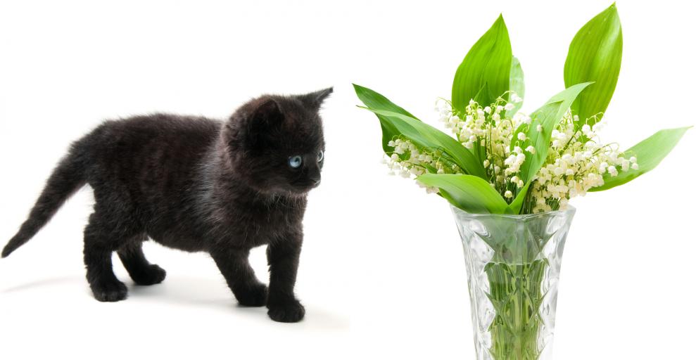 Cat Owners Beware: Lily Poisoning | Alberta Animal Health Source Cat Owners Beware: Lily Poisoning | Alberta Animal Health Source