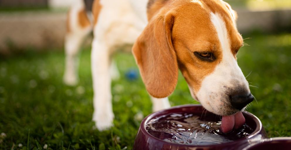 The Importance of Pet Hydration | Alberta Animal Health Source
