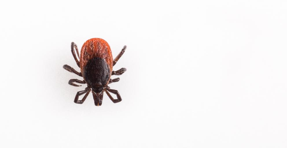 Tick Submission Program | Alberta Animal Health Source