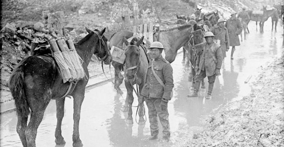 War Horse – The True Story | Alberta Animal Health Source