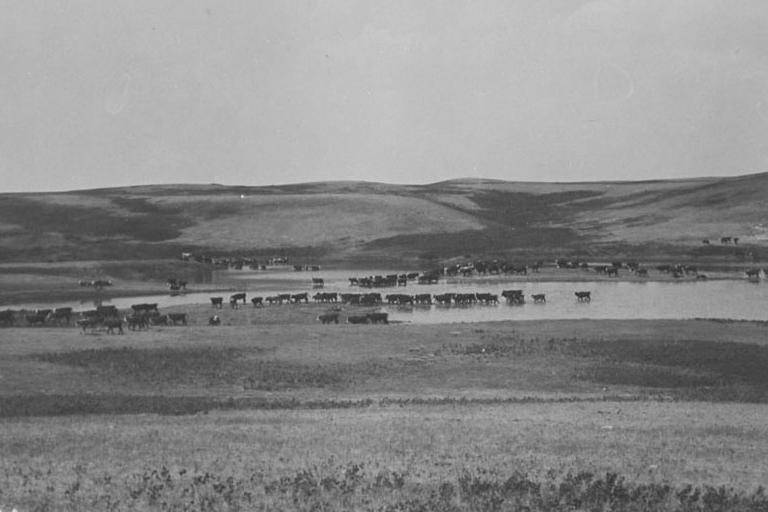 The Rocking P Gazette | Alberta Animal Health Source