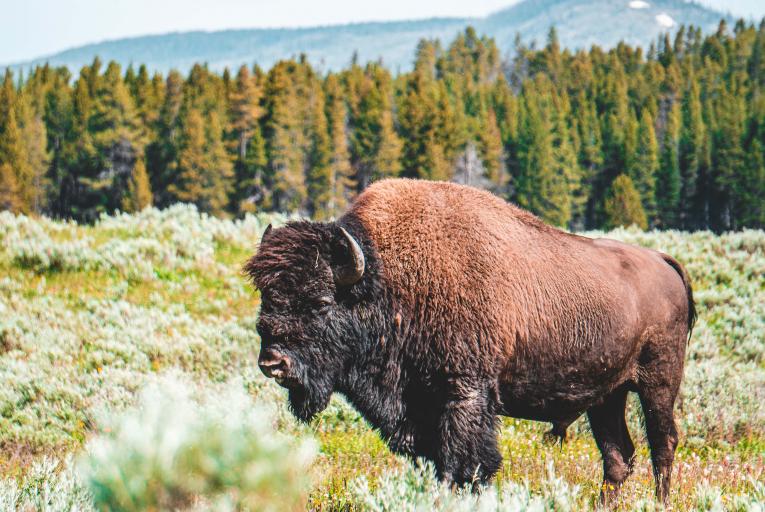 National Indigenous History Month | Alberta Animal Health Source